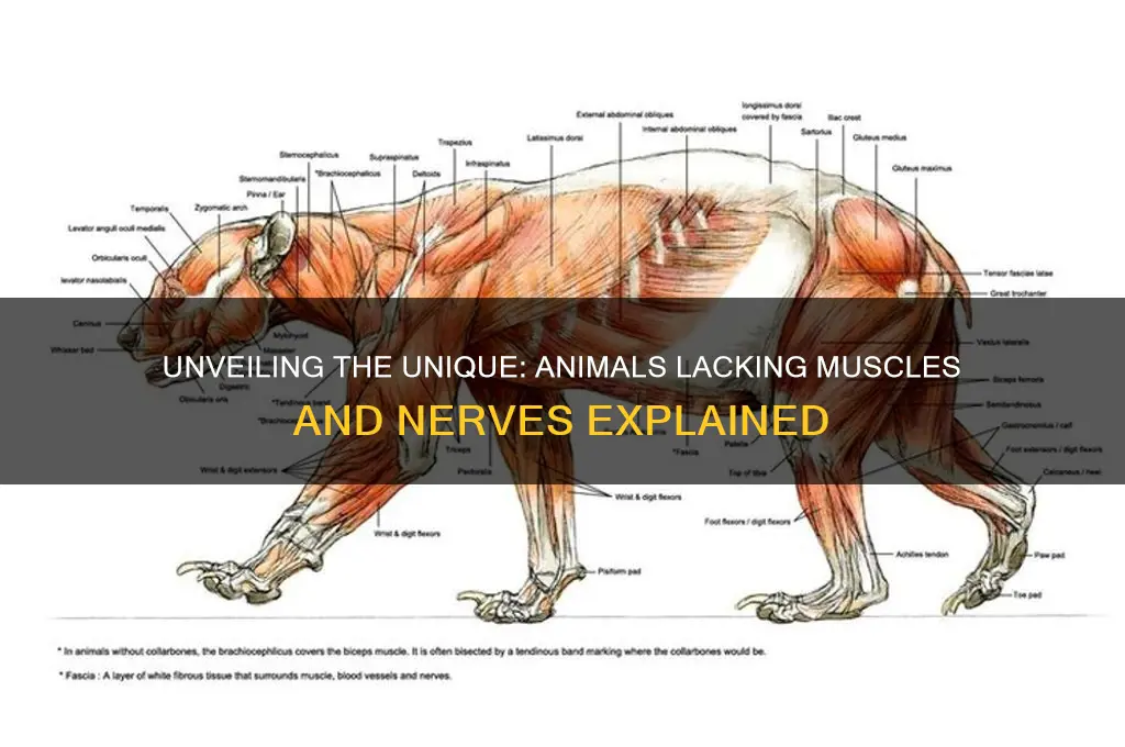 Unveiling The Unique: Animals Lacking Muscles And Nerves Explained ...