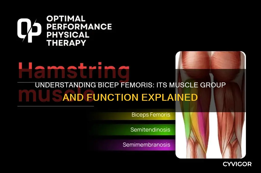 Understanding Bicep Femoris: Its Muscle Group And Function Explained ...