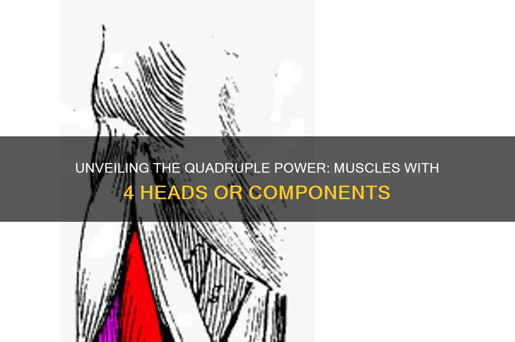 Unveiling The Quadruple Power: Muscles With 4 Heads Or Components | CyVigor