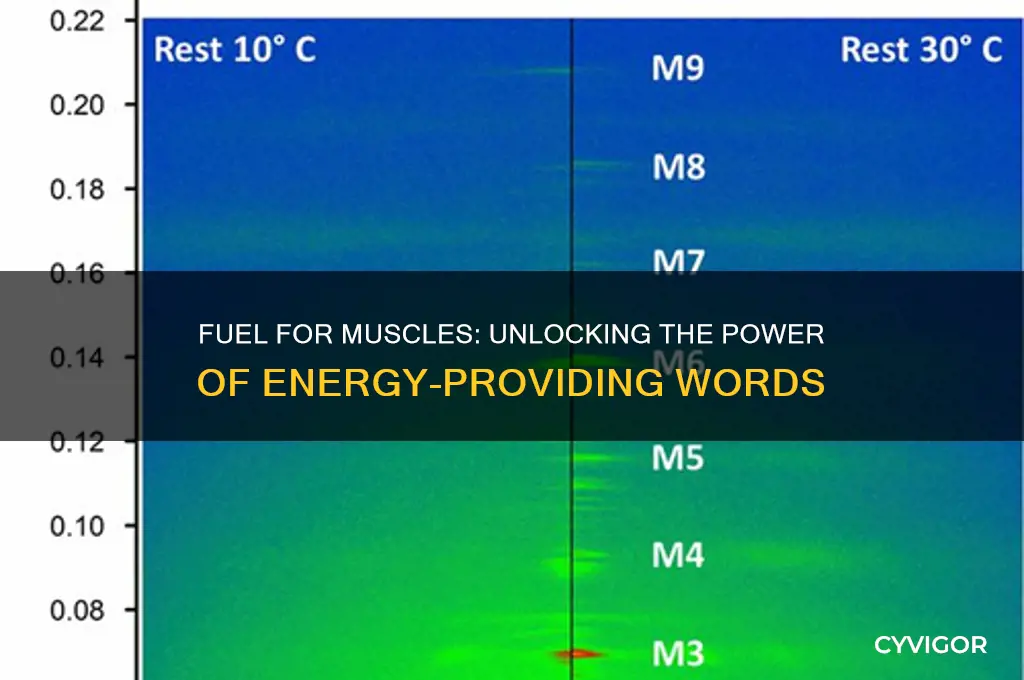 Fuel For Muscles: Unlocking The Power Of Energy-Providing Words | CyVigor
