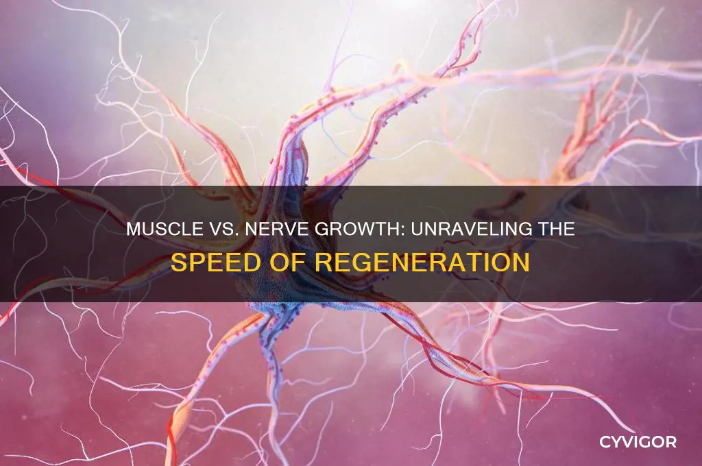 Muscle Vs. Nerve Growth: Unraveling The Speed Of Regeneration | CyVigor