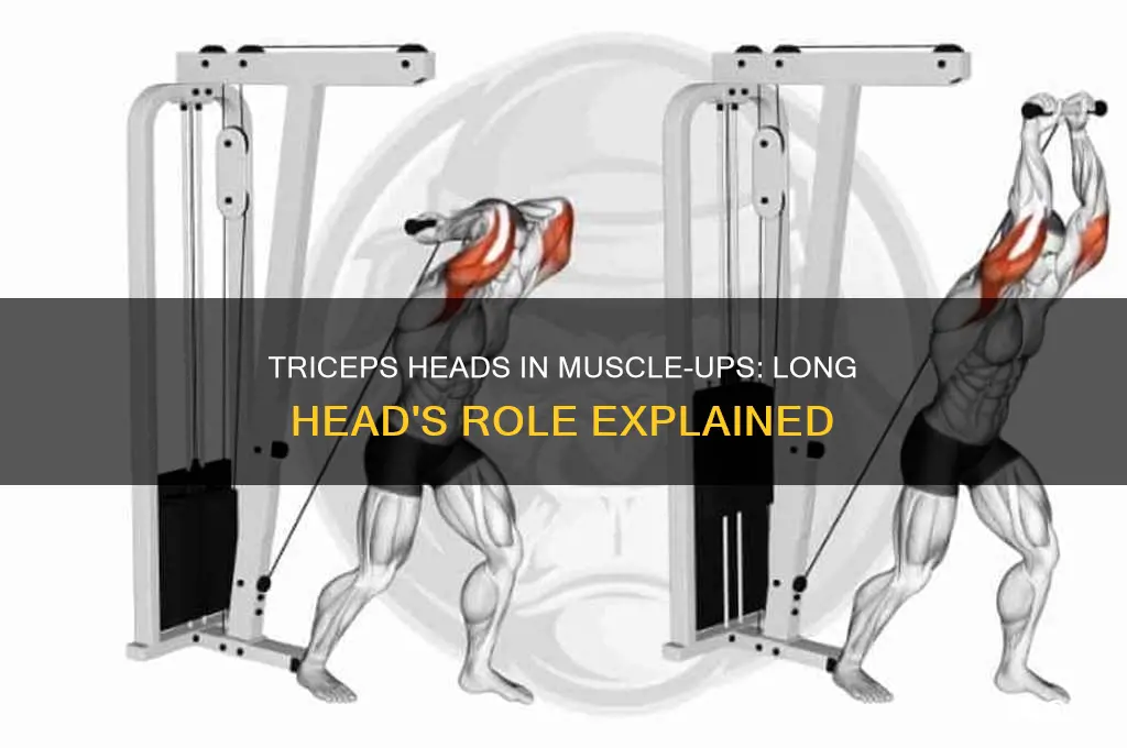 Triceps Heads In Muscle-Ups: Long Head's Role Explained | CyVigor