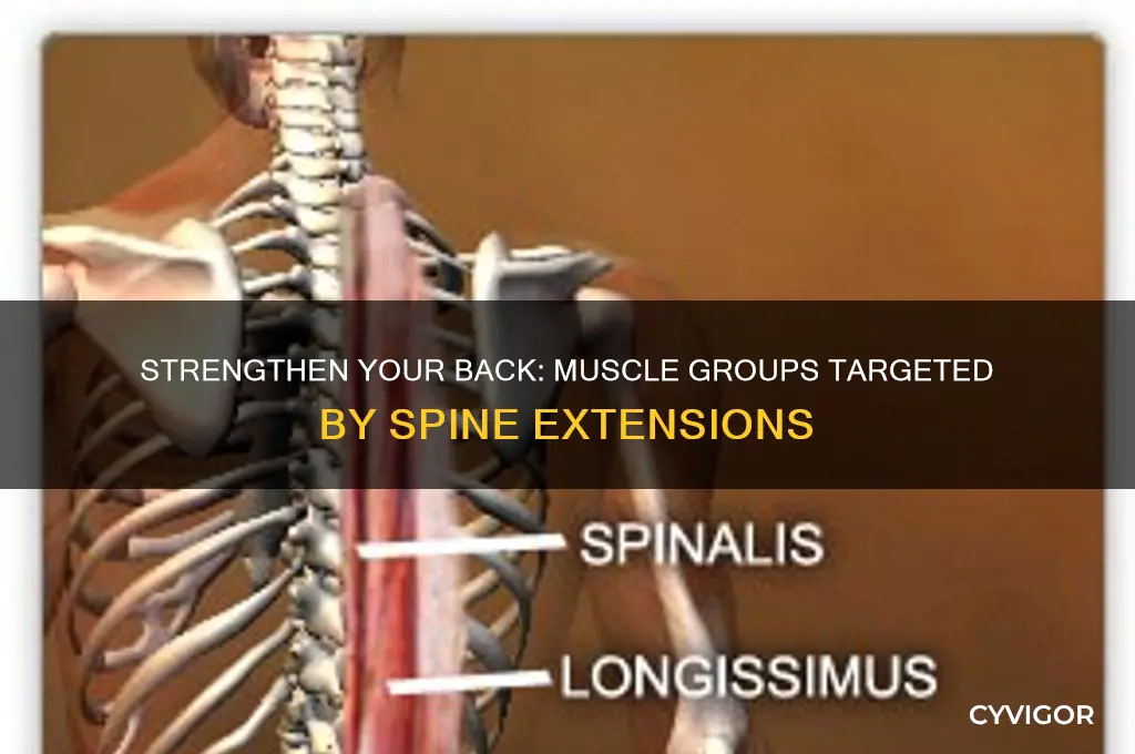 Strengthen Your Back: Muscle Groups Targeted By Spine Extensions | CyVigor