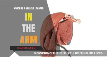 Muscles That Adduct, Flex, And Medially Rotate The Humerus | CyVigor