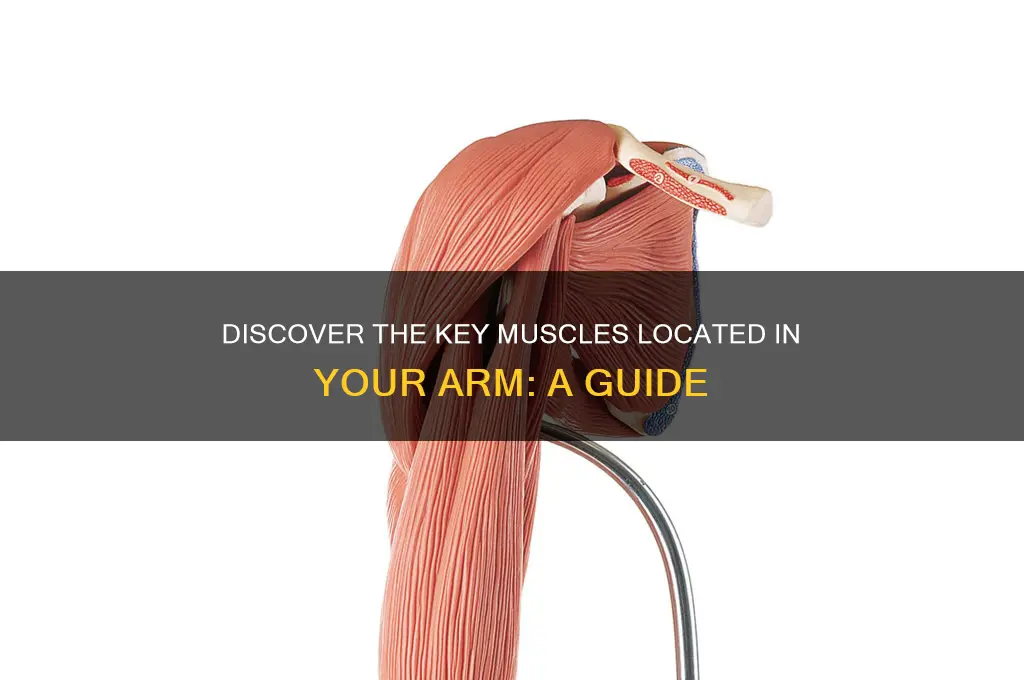 Discover The Key Muscles Located In Your Arm: A Guide | CyVigor