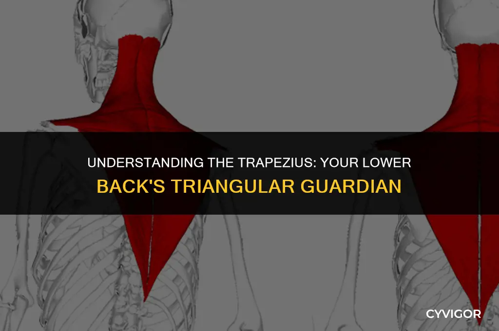 Understanding The Trapezius: Your Lower Back's Triangular Guardian ...