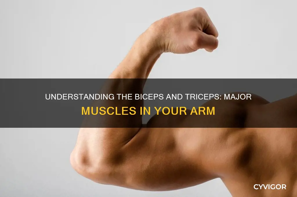 Understanding The Biceps And Triceps: Major Muscles In Your Arm | CyVigor