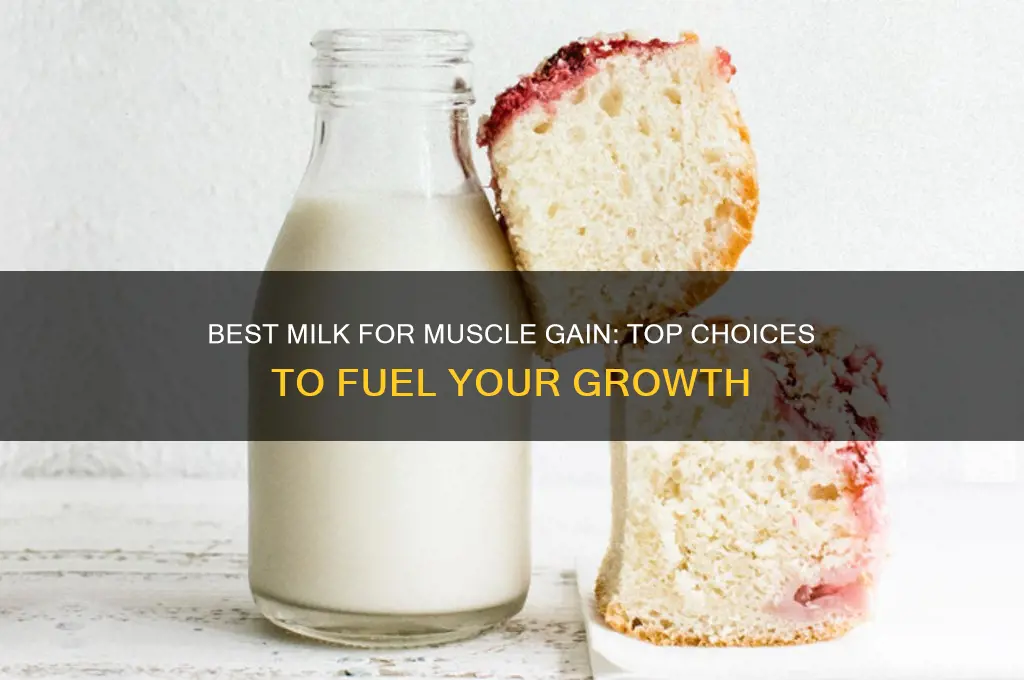 Best Milk For Muscle Gain: Top Choices To Fuel Your Growth | CyVigor