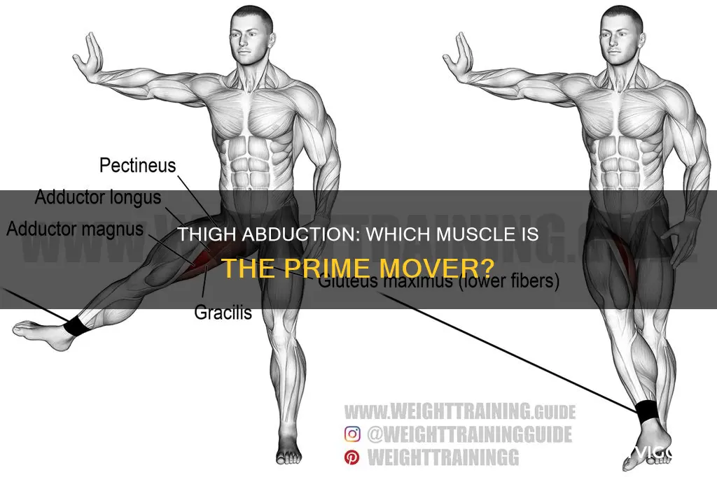 Thigh Abduction: Which Muscle Is The Prime Mover? | CyVigor