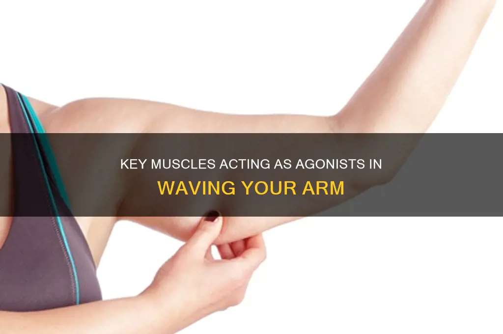Key Muscles Acting As Agonists In Waving Your Arm | CyVigor