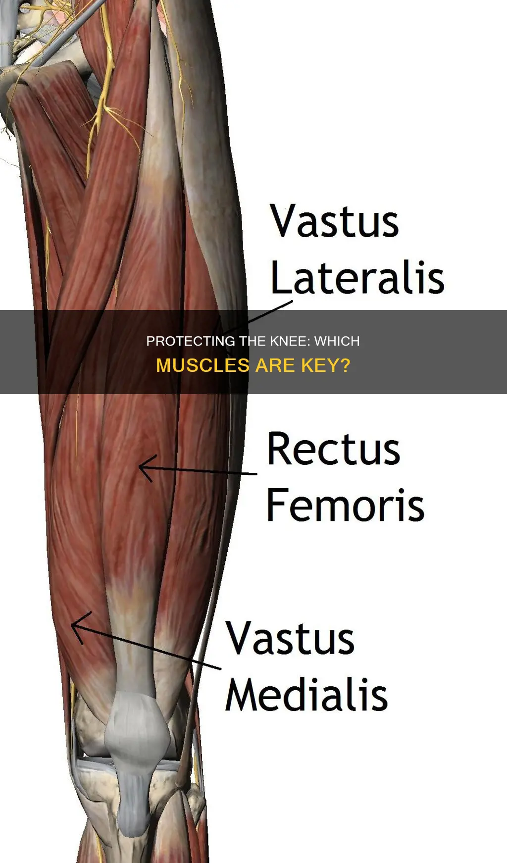 Protecting The Knee: Which Muscles Are Key? | CyVigor