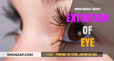 How The Vascular Smooth Muscle Triggers Blood Vessel Constriction | CyVigor