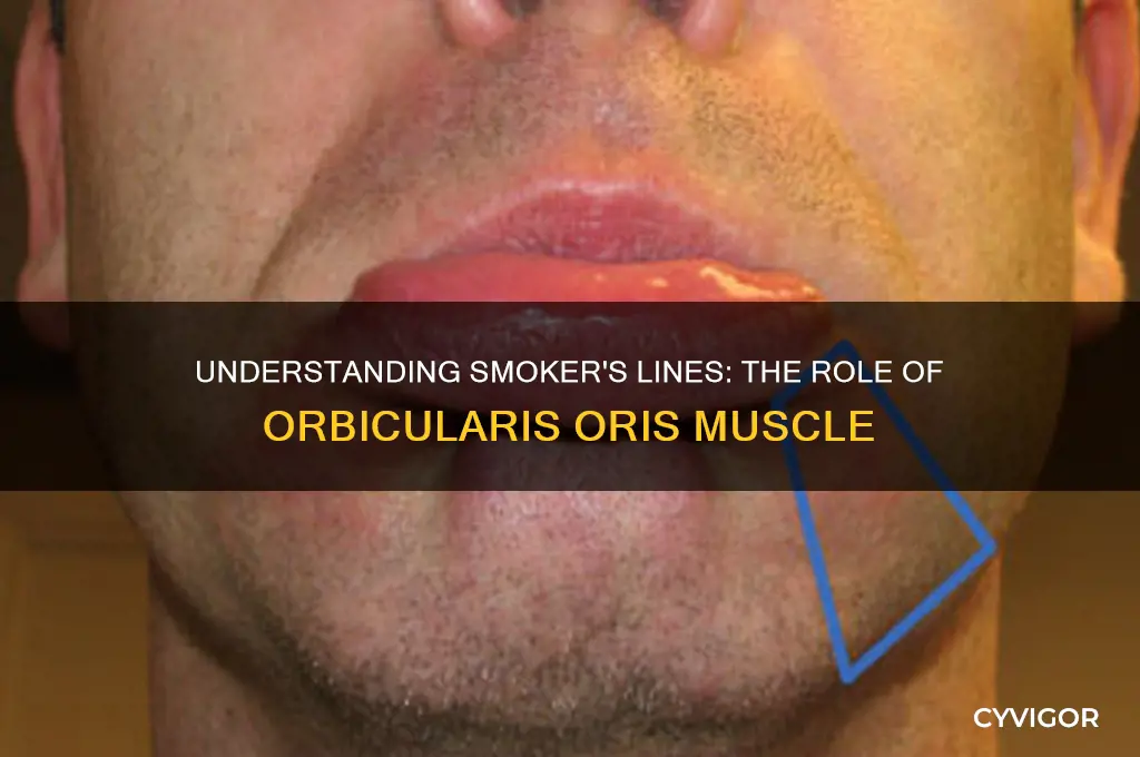 Understanding Smoker's Lines: The Role Of Orbicularis Oris Muscle | CyVigor