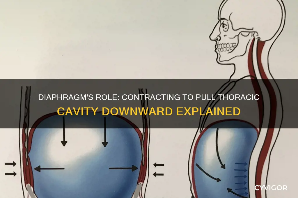 Diaphragm's Role: Contracting To Pull Thoracic Cavity Downward ...