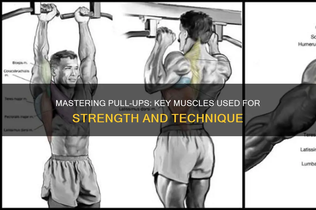 Mastering Pull-Ups: Key Muscles Used For Strength And Technique | CyVigor