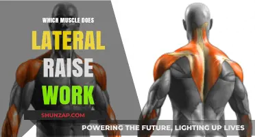 Lateral Raise Muscles: Targeting Shoulders For Strength And Definition ...