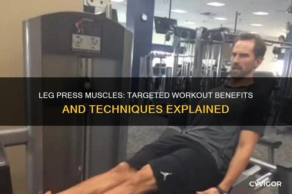 Leg Press Muscles: Targeted Workout Benefits And Techniques Explained ...