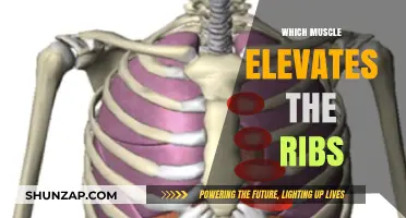 What Muscles Elevate The Scapula And How? | CyVigor