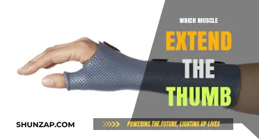 Red Muscle Fibers: The Powerhouse Behind Endurance | CyVigor