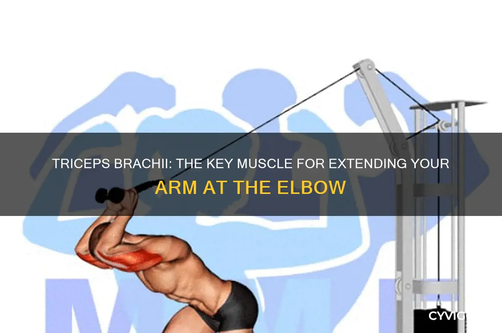 Triceps Brachii: The Key Muscle For Extending Your Arm At The Elbow ...