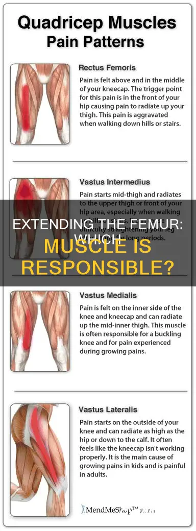 Extending The Femur: Which Muscle Is Responsible? | CyVigor