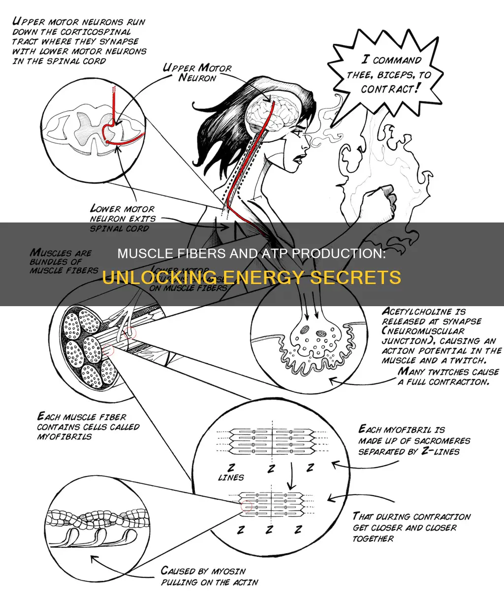 Muscle Fibers And Atp Production: Unlocking Energy Secrets | CyVigor