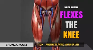 Flexing Your Foot: Which Muscle Is Responsible? | CyVigor