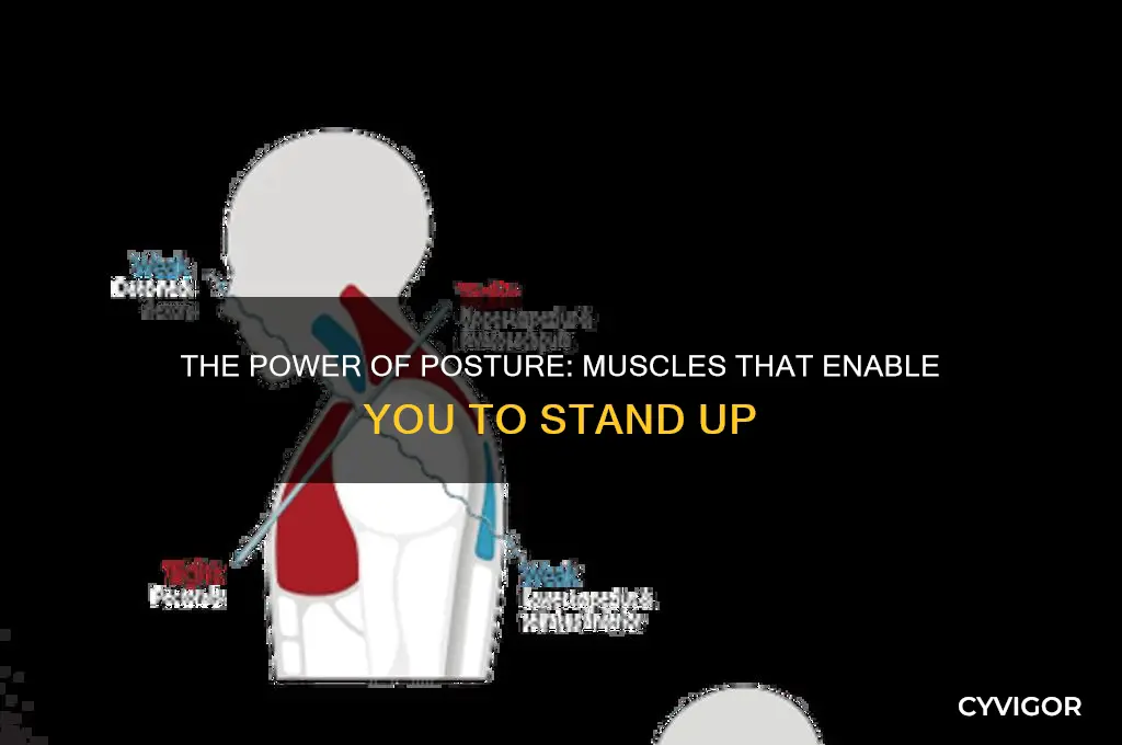 The Power Of Posture: Muscles That Enable You To Stand Up | CyVigor