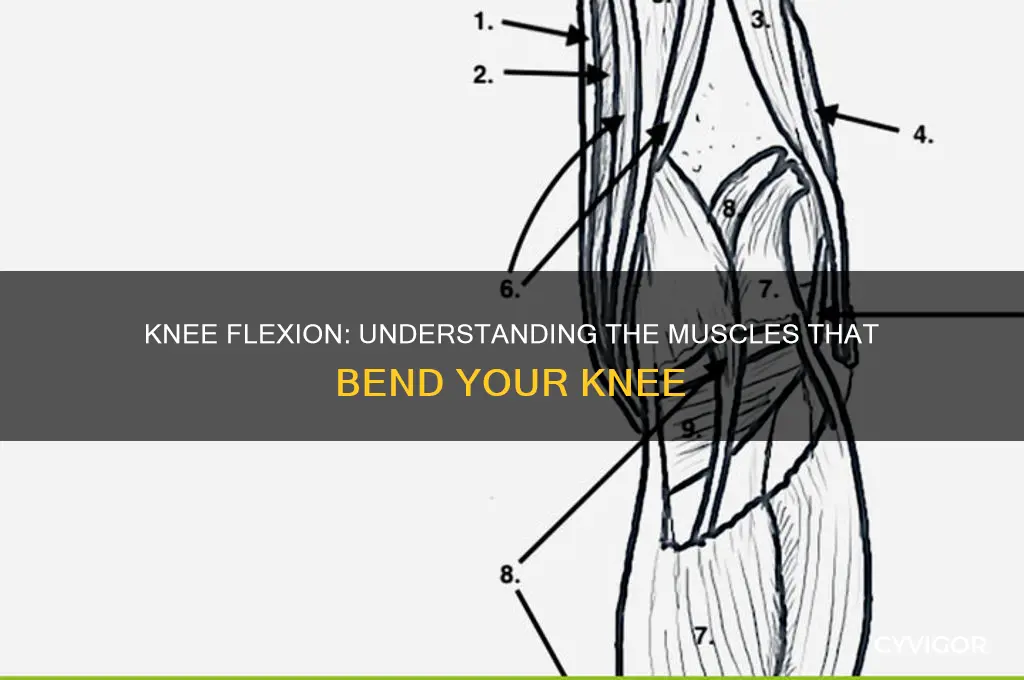 Knee Flexion: Understanding The Muscles That Bend Your Knee | CyVigor