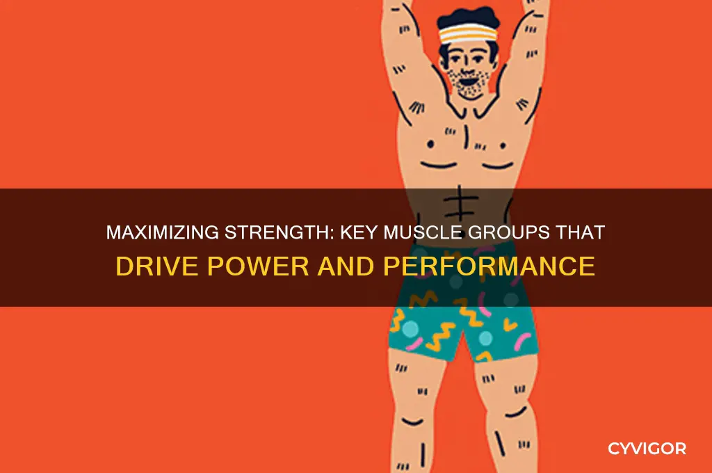 Maximizing Strength: Key Muscle Groups That Drive Power And Performance ...