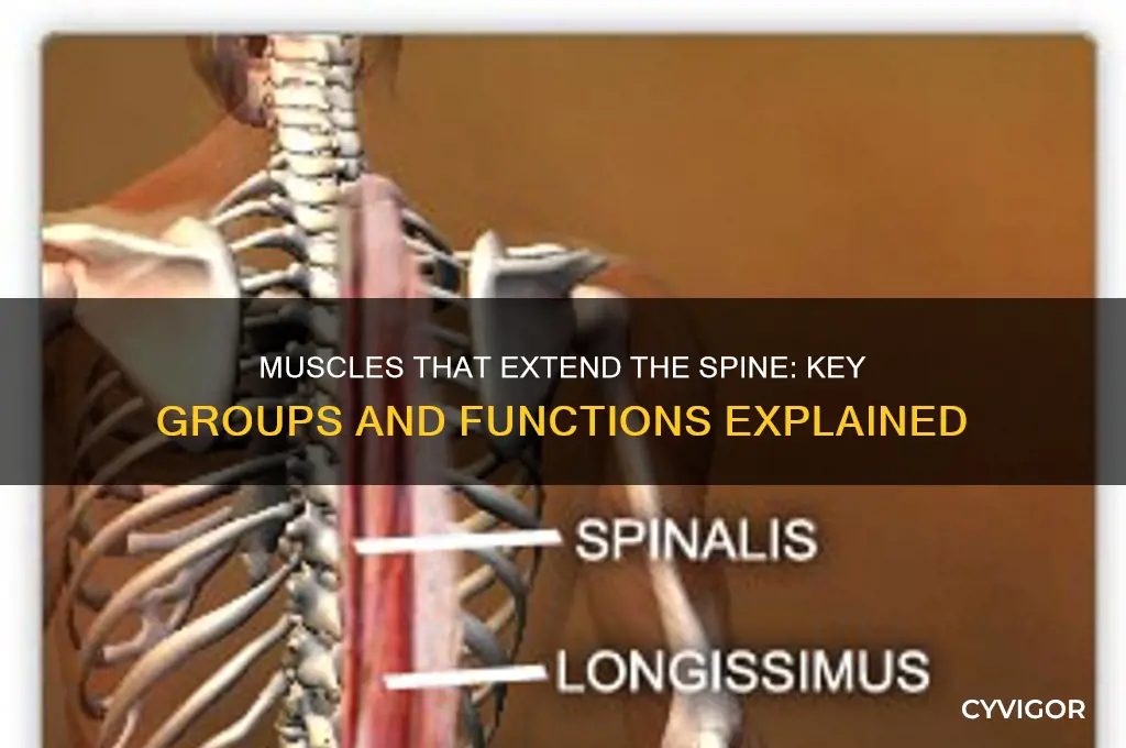 Muscles That Extend The Spine: Key Groups And Functions Explained | CyVigor