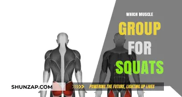 Muscles That Extend The Spine: Key Groups And Functions Explained | CyVigor