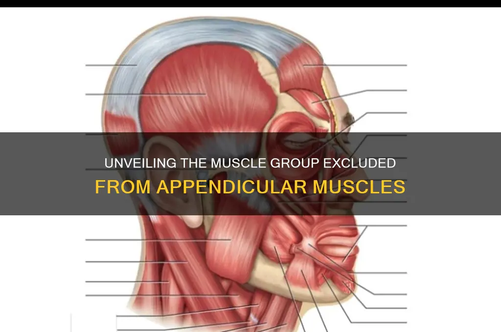 Unveiling The Muscle Group Excluded From Appendicular Muscles | CyVigor