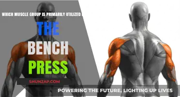 Understanding Voluntary Muscles: Which Groups Are Under Your Control ...