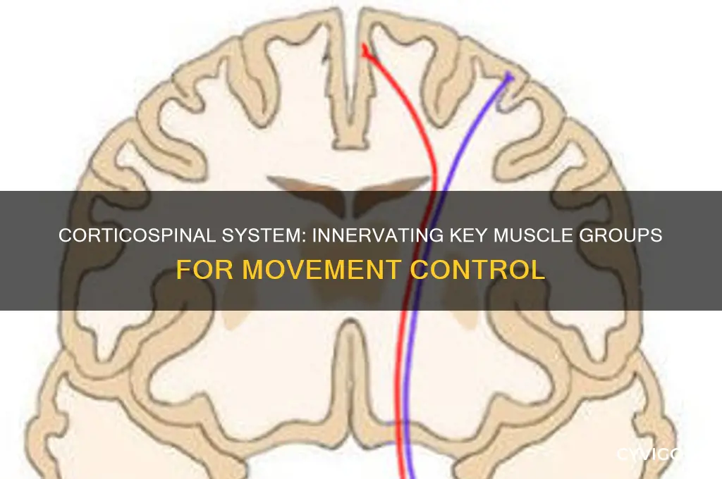 Corticospinal System: Innervating Key Muscle Groups For Movement ...