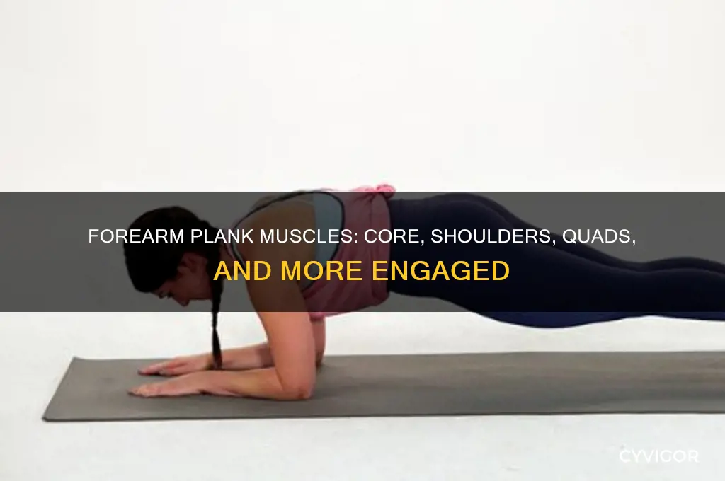 Forearm Plank Muscles: Core, Shoulders, Quads, And More Engaged | CyVigor