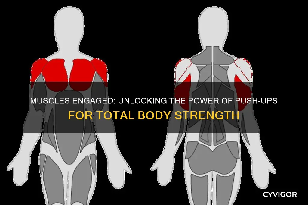 Muscles Engaged: Unlocking The Power Of Push-Ups For Total Body ...