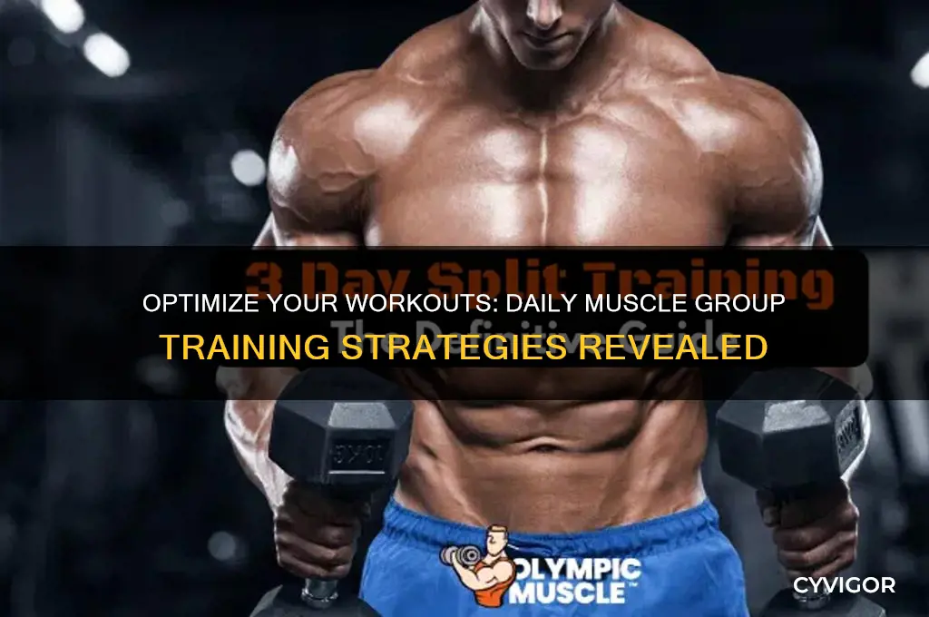 Optimize Your Workouts: Daily Muscle Group Training Strategies Revealed ...