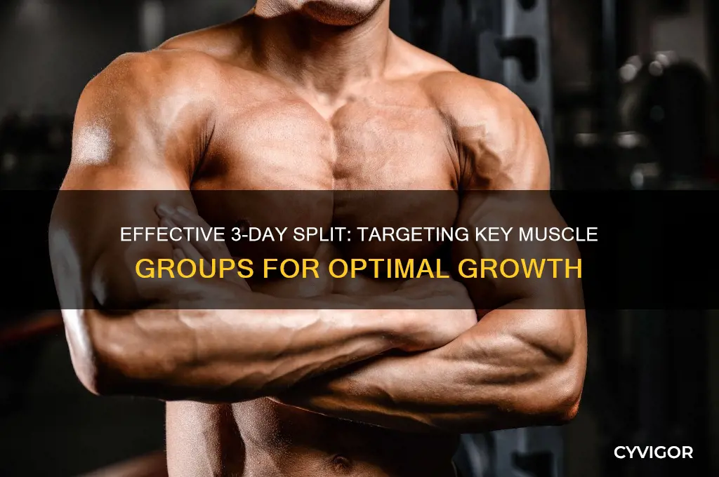 Effective 3-Day Split: Targeting Key Muscle Groups For Optimal Growth ...