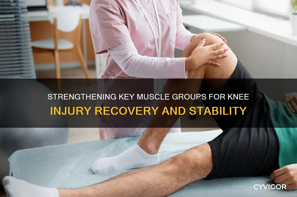 Strengthening Key Muscle Groups For Knee Injury Recovery And Stability ...