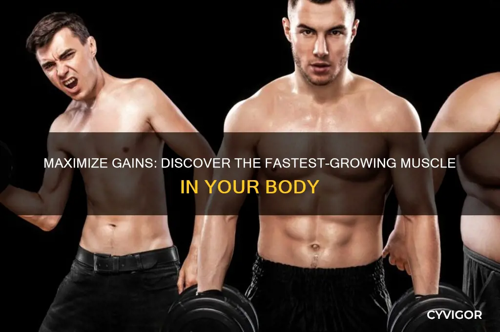 Maximize Gains: Discover The Fastest-Growing Muscle In Your Body | CyVigor