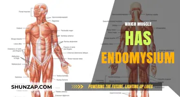 Muscle Cell Nucleus: Unique And Singular | CyVigor