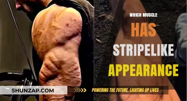 Muscle Functions: Flex And Extend | CyVigor