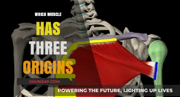 The Endomysium Muscle Mystery: Unveiling The Intricate Connective ...