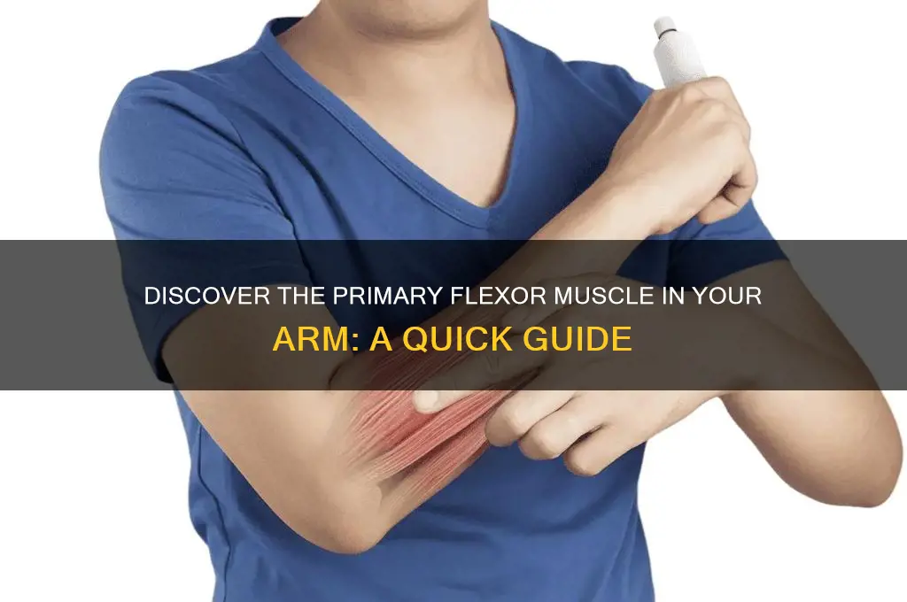 Discover The Primary Flexor Muscle In Your Arm: A Quick Guide | CyVigor