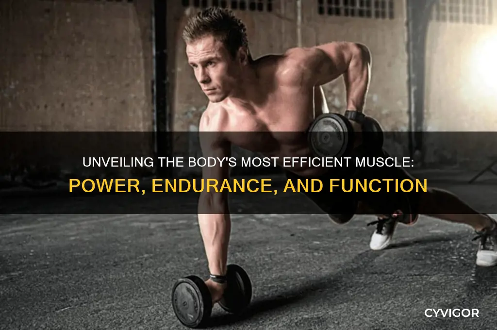 Unveiling The Body's Most Efficient Muscle: Power, Endurance, And ...
