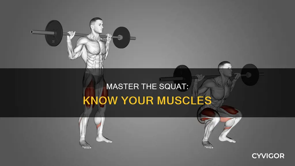 Master The Squat: Know Your Muscles | CyVigor