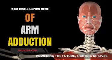 Muscles That Flex Your Elbow: Understanding Arm Bending Mechanics | CyVigor
