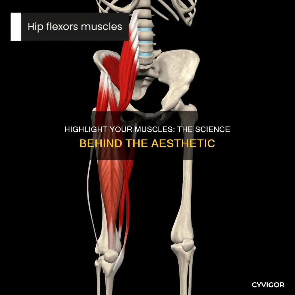 Highlight Your Muscles: The Science Behind The Aesthetic | CyVigor