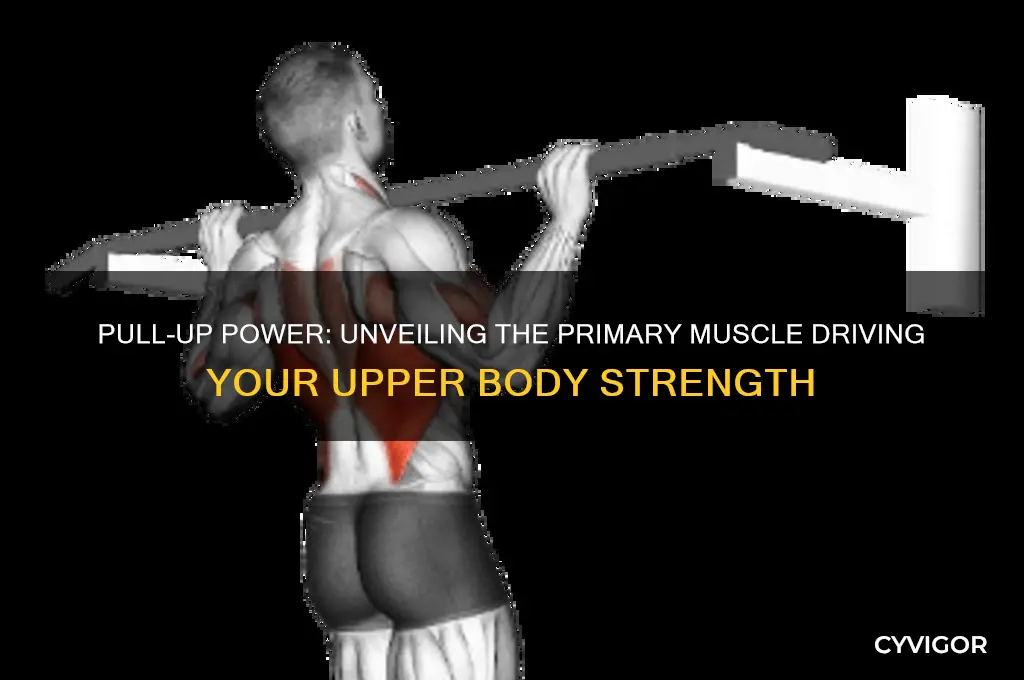 Pull-Up Power: Unveiling The Primary Muscle Driving Your Upper Body ...